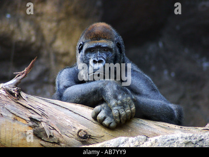 Affe, sitzend, Arme verschränkt Stockfoto, Bild: 101524207 - Alamy