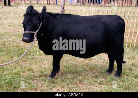 Dexter Rinder sind eine Rasse von Rindern mit Ursprung in Irland. Die ...