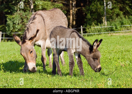 Ein junger Esel Fohlen Stockfotografie - Alamy