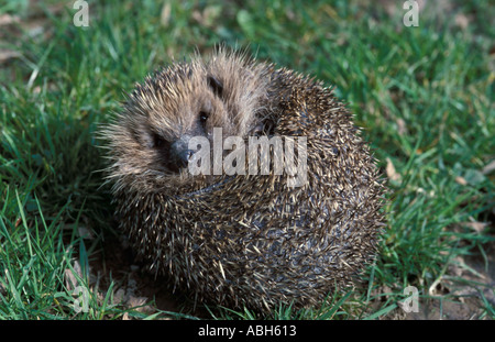 Igel auf Rasen eingerollt in Kugel aus Curl Sequenz Stockfotografie - Alamy
