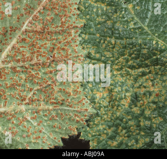 STOCKROSE Rost (Puccinia Malvacearum) zeigt PUSTELN ON Unterseite des ...