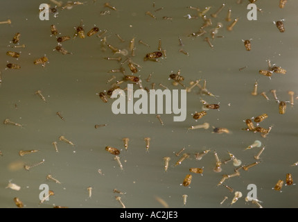 Mückenlarven in einem stagnierenden Wasser Pool. Larven von Mücken ...