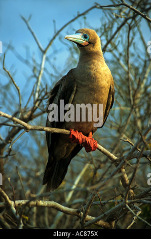 Red-footed Bobby (Sula Sula) auf Isla Genovesa, Galapagos, Ecuador ...