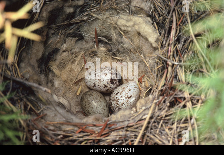 Kuckuck Cuculus Canorus Ei in Reed Grasmücken Nest zeigen Unterschied ...