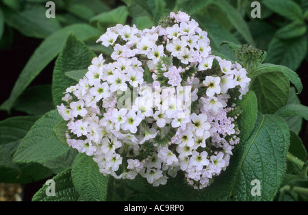 Heliotropium 'White Lady', Heliotrop Heliotrope weiße Blume Blumen ...