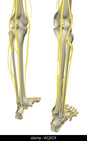 Anatomie Illustration der Kutanen Nerven eines Rechtes Bein, aus dem ...