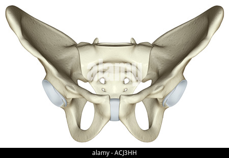 Anatomie der menschlichen Beckenknochen und Bänder Stockfoto, Bild ...