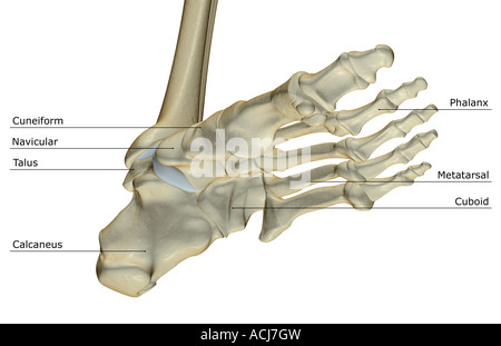 unter Ansicht Fuss Knochen Stockfotografie - Alamy