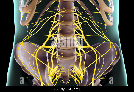 Die Nerven des Beckens Stockfoto, Bild: 13175177 - Alamy