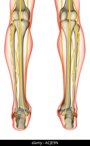Anatomie Illustration der Kutanen Nerven eines Rechtes Bein, aus dem ...