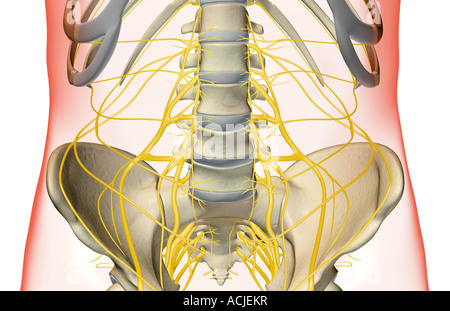Die Nerven des Beckens Stockfoto, Bild: 13175177 - Alamy