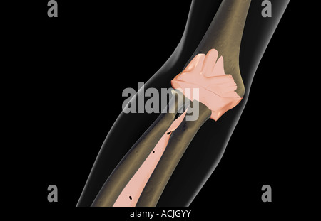 Illustration der Ellenbogen Bänder Stockfoto, Bild: 135008272 - Alamy