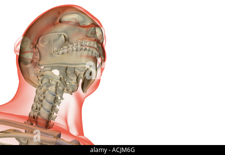 Vorderansicht von Kopf und Hals mit Knochen und großen Blutgefäße ...