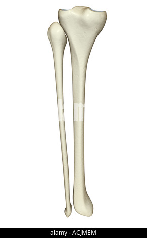 Menschlichen Beinen Skelett Knochen auf Weiß. 3D-Darstellung Stockfoto ...