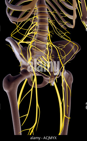 Die Nerven des Beckens Stockfoto, Bild: 13203021 - Alamy