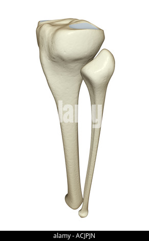 Menschlichen Beinen Skelett Knochen auf Weiß. 3D-Darstellung Stockfoto ...