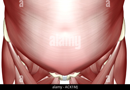 Menschlichen Beckenbodenmuskulatur, Abbildung Stockfotografie - Alamy