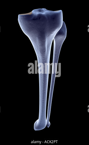 Menschlichen Beinen Skelett Knochen auf Weiß. 3D-Darstellung Stockfoto ...