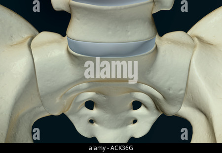 Anatomie des menschlichen Beckenknochen Stockfoto, Bild: 57643497 - Alamy