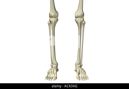 Menschliches Beinknochen, Abbildung Stockfoto, Bild: 118698785 - Alamy