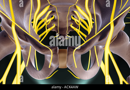 Die Nerven des Beckens Stockfoto, Bild: 13175177 - Alamy