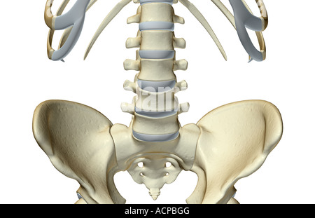 Anatomie des menschlichen Beckenknochen Stockfotografie - Alamy