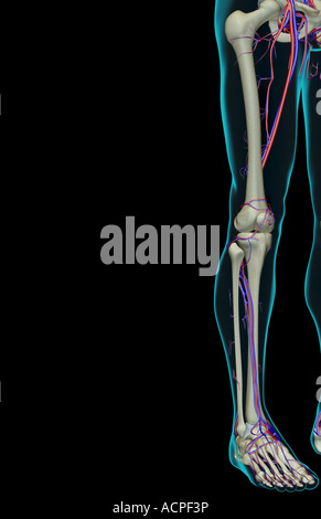 Die Venen der Beine Stockfoto, Bild: 85158871 - Alamy