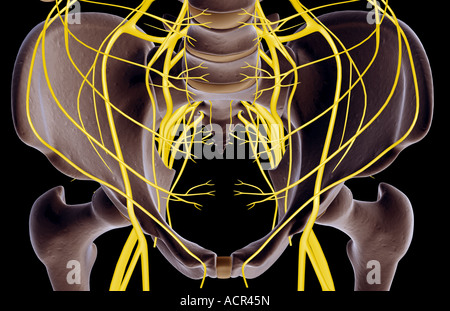 Die Nerven des Beckens Stockfoto, Bild: 13203021 - Alamy