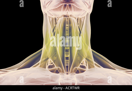 Menschlichen Nackenmuskulatur, Abbildung Stockfoto, Bild: 112682197 - Alamy