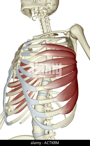 Menschliche Rippe Muskeln, Abbildung Stockfotografie - Alamy