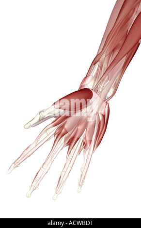 Anatomie der Hand- und Armmuskulatur Stockfotografie - Alamy