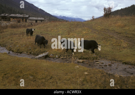 Junge Yaks Yak möglicherweise Dzos, Jak Bull X Kuh am Tumbatse in Rong ...