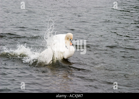 Männliche Schwan schlägt Nilgans mit Flügel im Richmond Park in ...