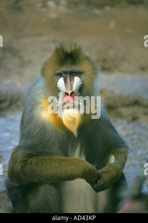 Bunte Gesicht eines Affen Mandrill (Mandrillus Sphinx), Kopf drehte ...