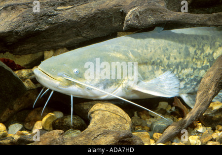 Deutschland, Bayern, Wels Wels, Silurus Glandis, im Fluss Alz Stockfoto ...