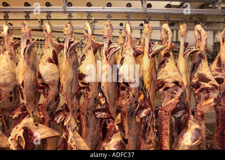 Schlachthof Schlachtkörper totes Fleisch Schwein Landwirtschaft Vieh ...