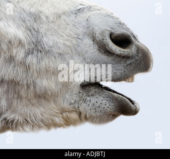 Nahaufnahme von einem Esel s Mund und Zähne Stockfoto, Bild: 9228543 ...