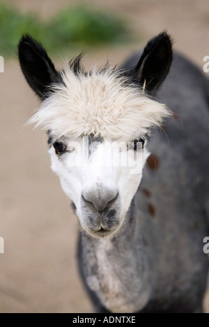 Alpaka und Lama mit lustigen Frisur Stockfotografie - Alamy