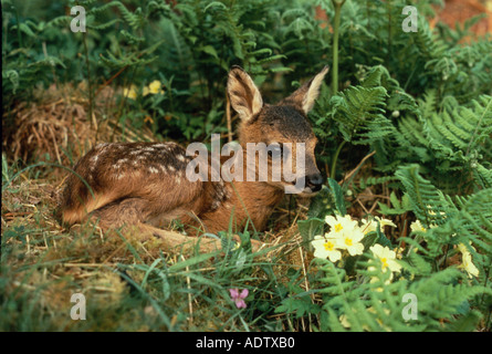 Reh Rehkitz - auf der Wiese liegend Stockfoto, Bild: 21896605 - Alamy