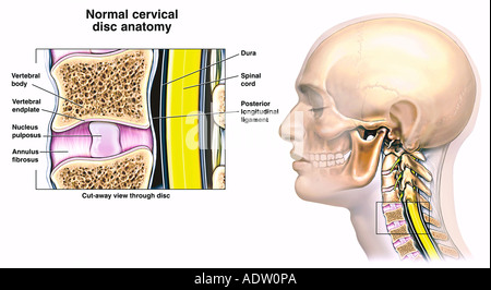 Anatomie der menschlichen Wirbelsäule, Linke Seitenansicht ...