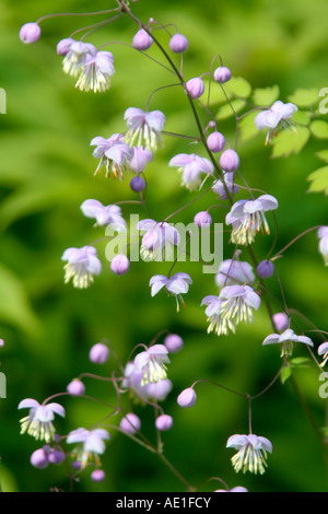 Thalictrum Dipterocarpum Syn Thalictrum delaveyi Stockfotografie - Alamy