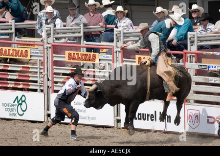 Cowboy Reiten einen munter Stier bei einem Rodeo in Montana Stockfoto ...