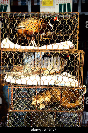 China Guangzhou wild Tiermarkt Quin Ping Stockfoto, Bild: 4878522 - Alamy