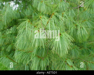 Verwunderlich Baum Mit Langen Nadeln Fotos