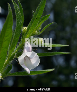 Sesam (Sesamum Indicum) Blume Stockfoto, Bild: 2546601 - Alamy