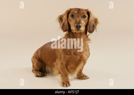 Langhaarigen Dackel, langhaarigen Wurst Hund, Haushund (Canis lupus f ...
