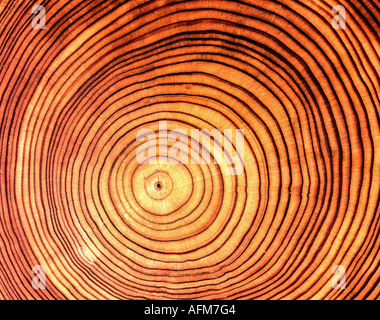 Lärche (Larix) Baumstamm Querschnitt: Baum-Ringe Stockfotografie - Alamy