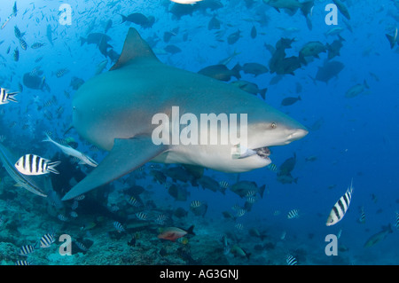 Bullenhai (Carcharhinus Leucas) fotografiert im Shark Reef ein ...