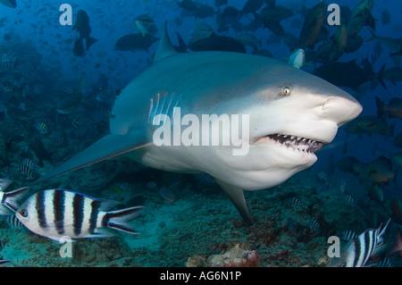 Bullenhai (Carcharhinus Leucas) fotografiert im Shark Reef ein ...