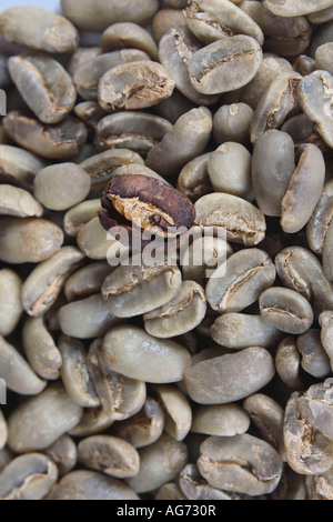 Bio Mexiko Maragogype rohe und geröstete Coffea Arabica Kaffeebohnen ...